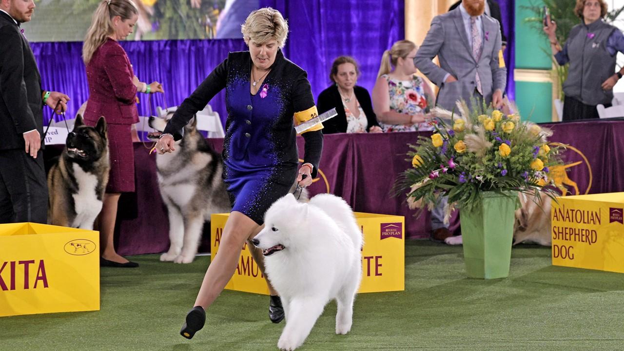What Are the Most Expensive Dog Breeds? Canine Price Tags