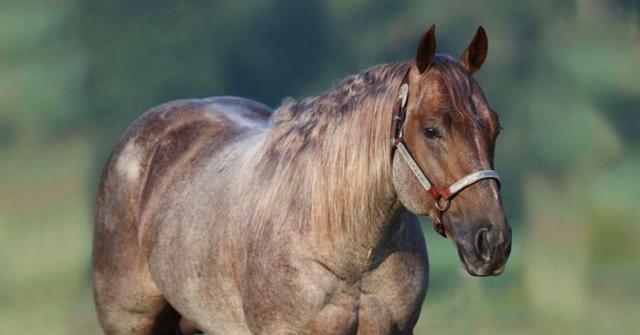 Who Owns Metallic Cat? The Horse Featured in 'Yellowstone'
