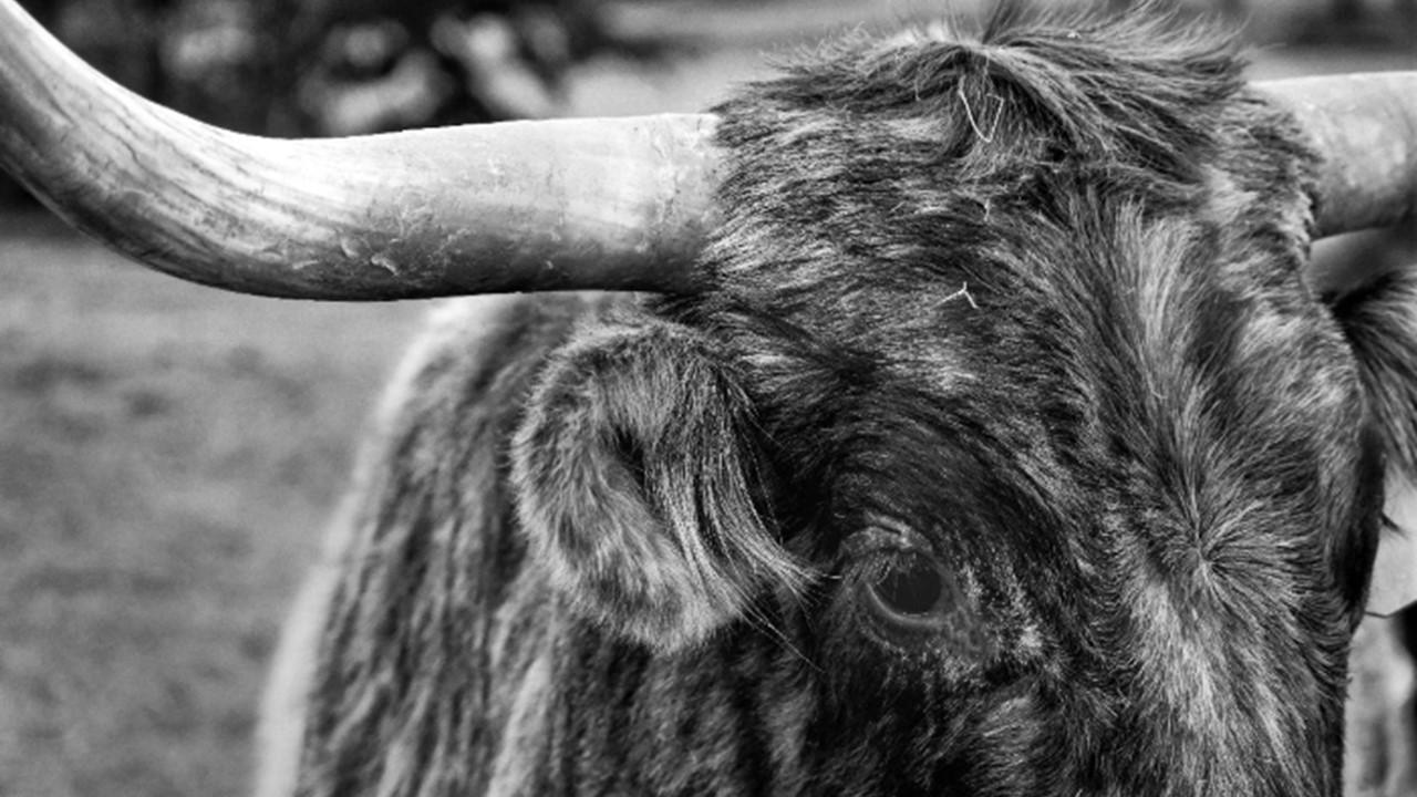 Get Real: Bulls Return, Equity Indexes Reach New Highs