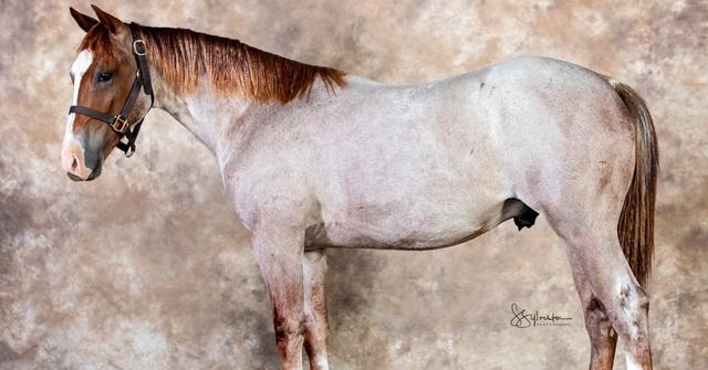 Who Owns Metallic Cat? The Horse Featured in 'Yellowstone'