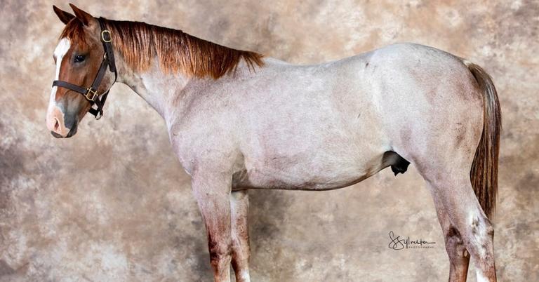 Who Owns Metallic Cat? The Horse Featured in 'Yellowstone'