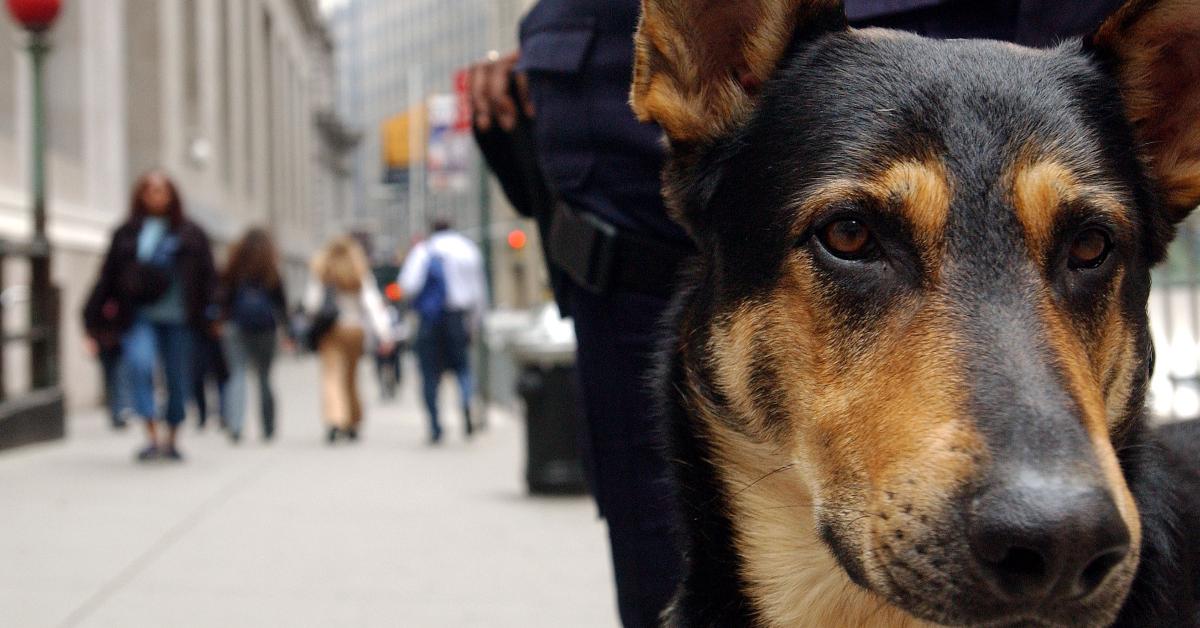 The Dogs of the Dow Strategy, Explained: Will It Work in 2022?