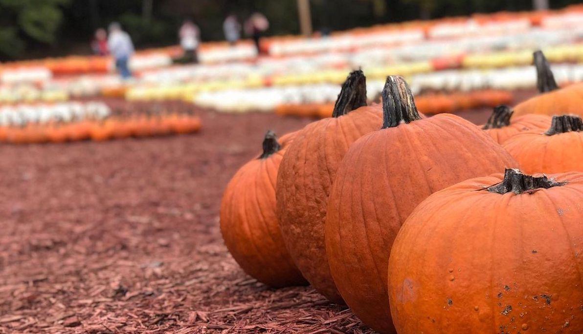 10 Best (and Free) Pumpkin Patches Near Me 2022