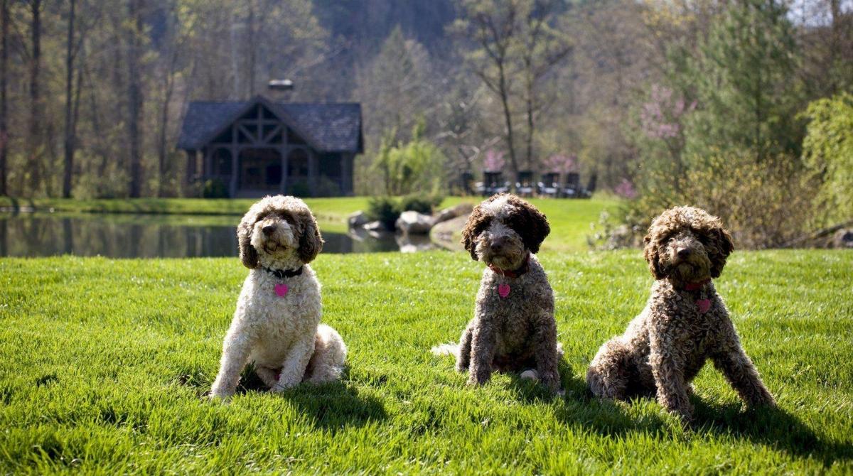 10 Places to Get Freebies for Pets: Deals for Fur Babies