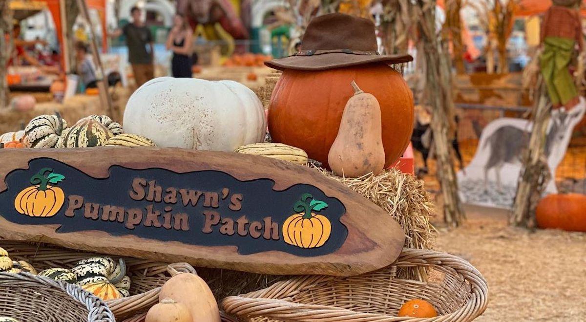 10 Best (and Free) Pumpkin Patches Near Me 2022