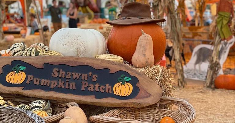10 Best (and Free) Pumpkin Patches Near Me 2022