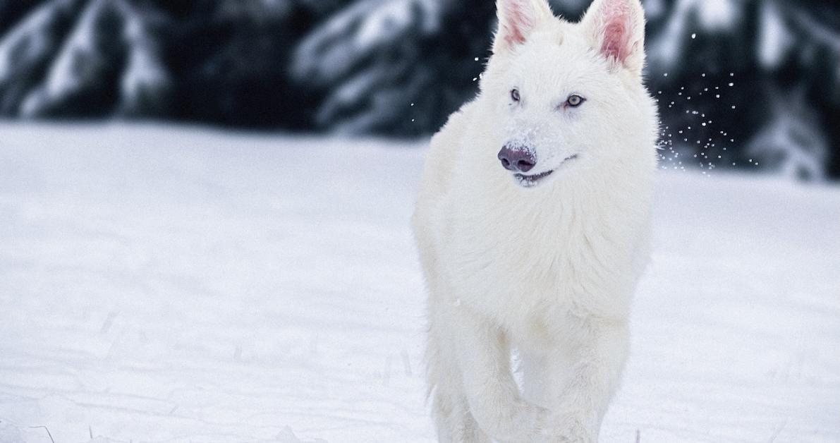 Colossal's Dire Wolves Mark a Biotech Milestone