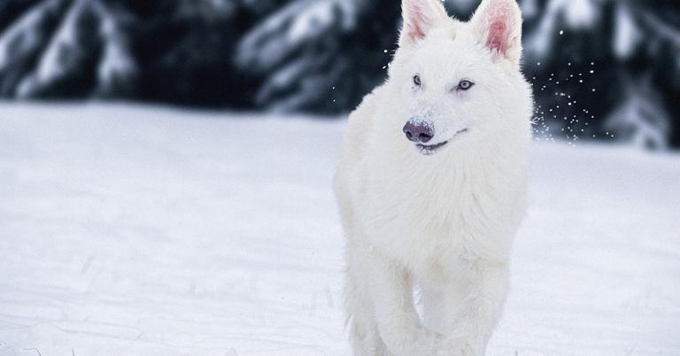Colossal's Dire Wolves Mark a Biotech Milestone