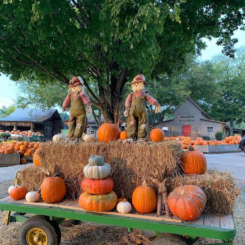 10 Best (and Free) Pumpkin Patches Near Me 2022