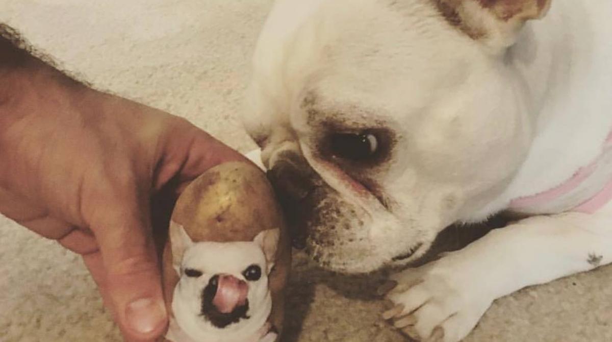 Potato Parcel Update: 'Shark Tank' Alum Success Story