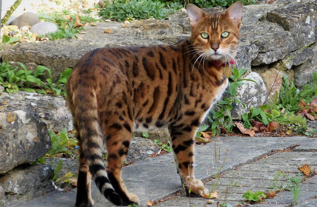 What Are the Most Expensive Pets? Here Are the Top 5