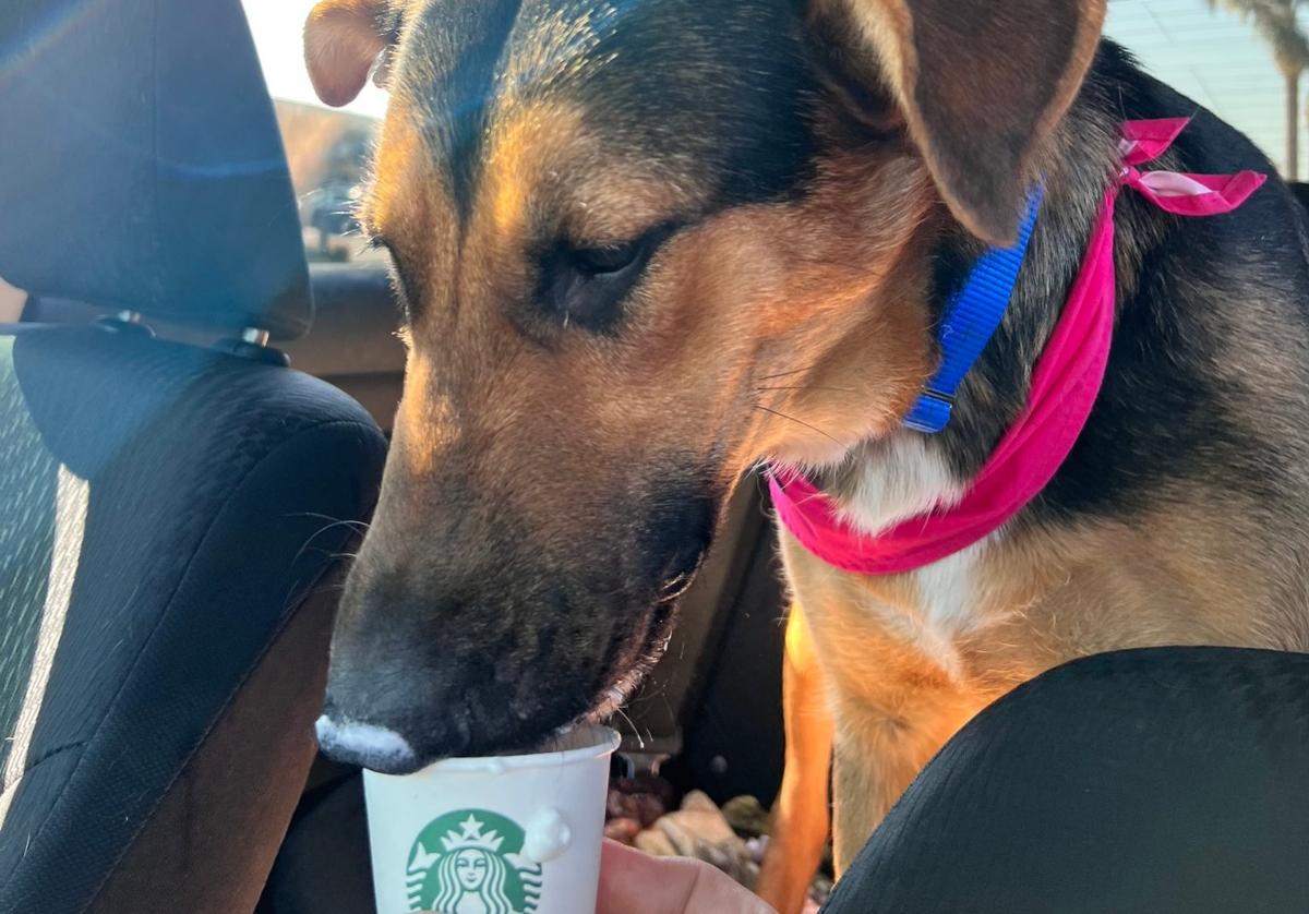 10 Places to Get Freebies for Pets: Deals for Fur Babies