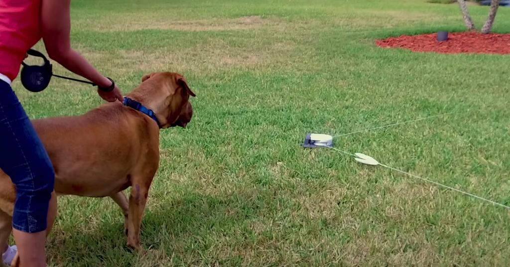 ‘Shark Tank’ SwiftPaws Update: Dog Exercise Product Now $50 Off