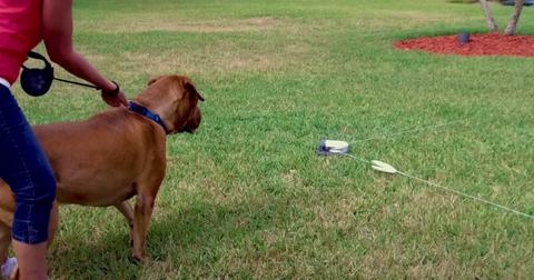 ‘Shark Tank’ SwiftPaws Update: Dog Exercise Product Now $50 Off