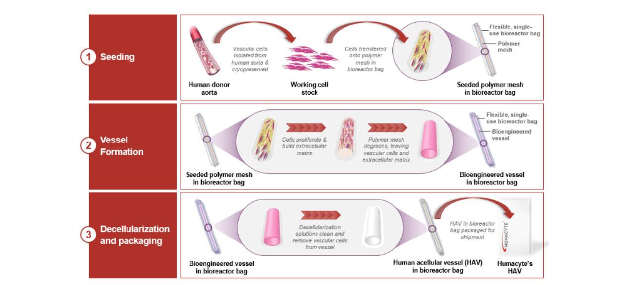 Humacyte Is the Next Biotech Company to IPO via SPAC