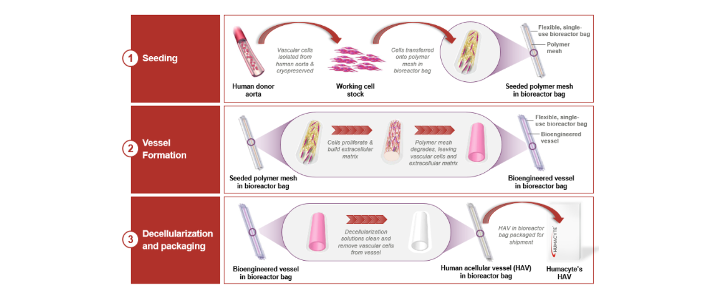 Humacyte Is the Next Biotech Company to IPO via SPAC