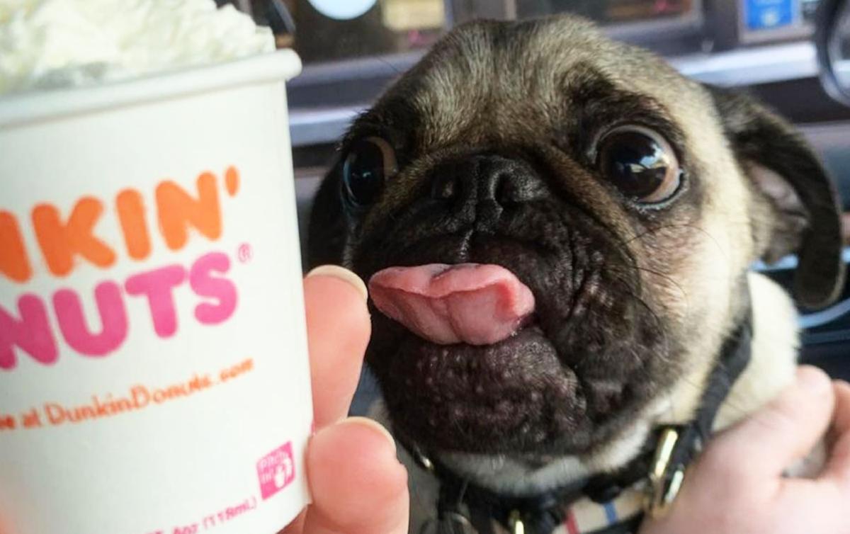 10 Places to Get Freebies for Pets: Deals for Fur Babies