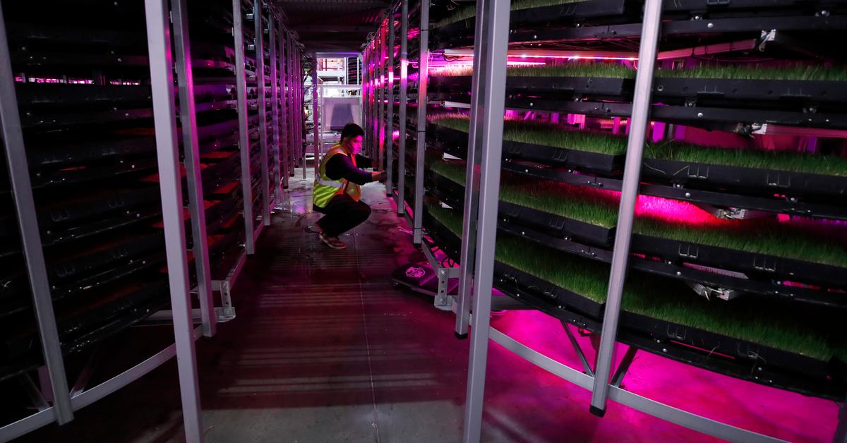 Should You Add Vertical Farming Stocks to Your Portfolio?