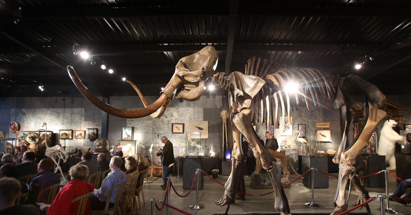How to Invest in Colossal and Woolly Mammoths' Return